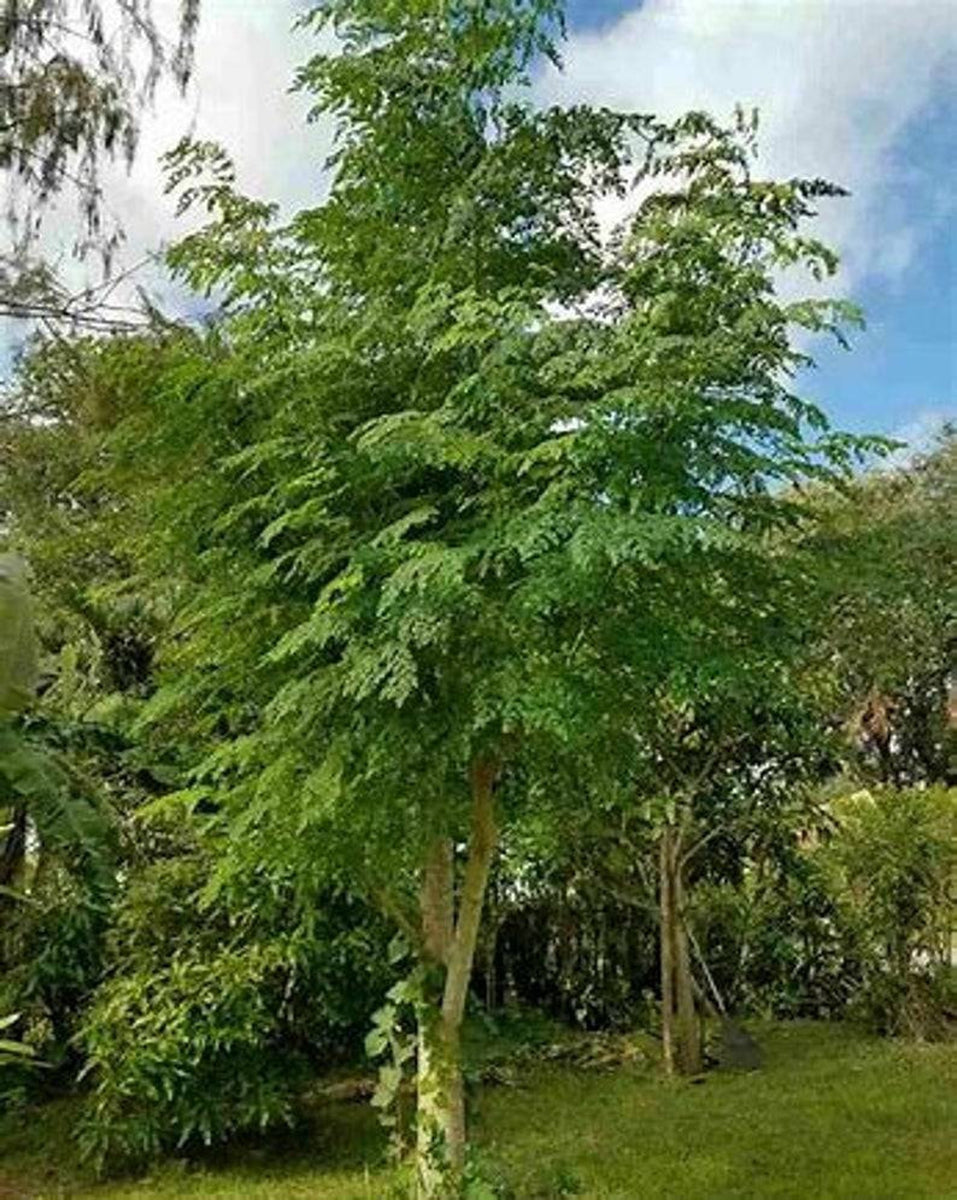 Tree Seeds – Indian PlantsNSeeds