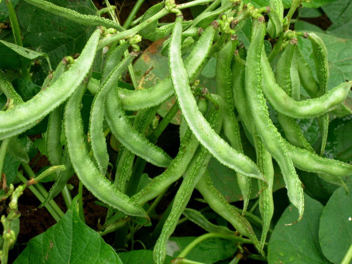 Beans / Chikkudu – Indian PlantsNSeeds