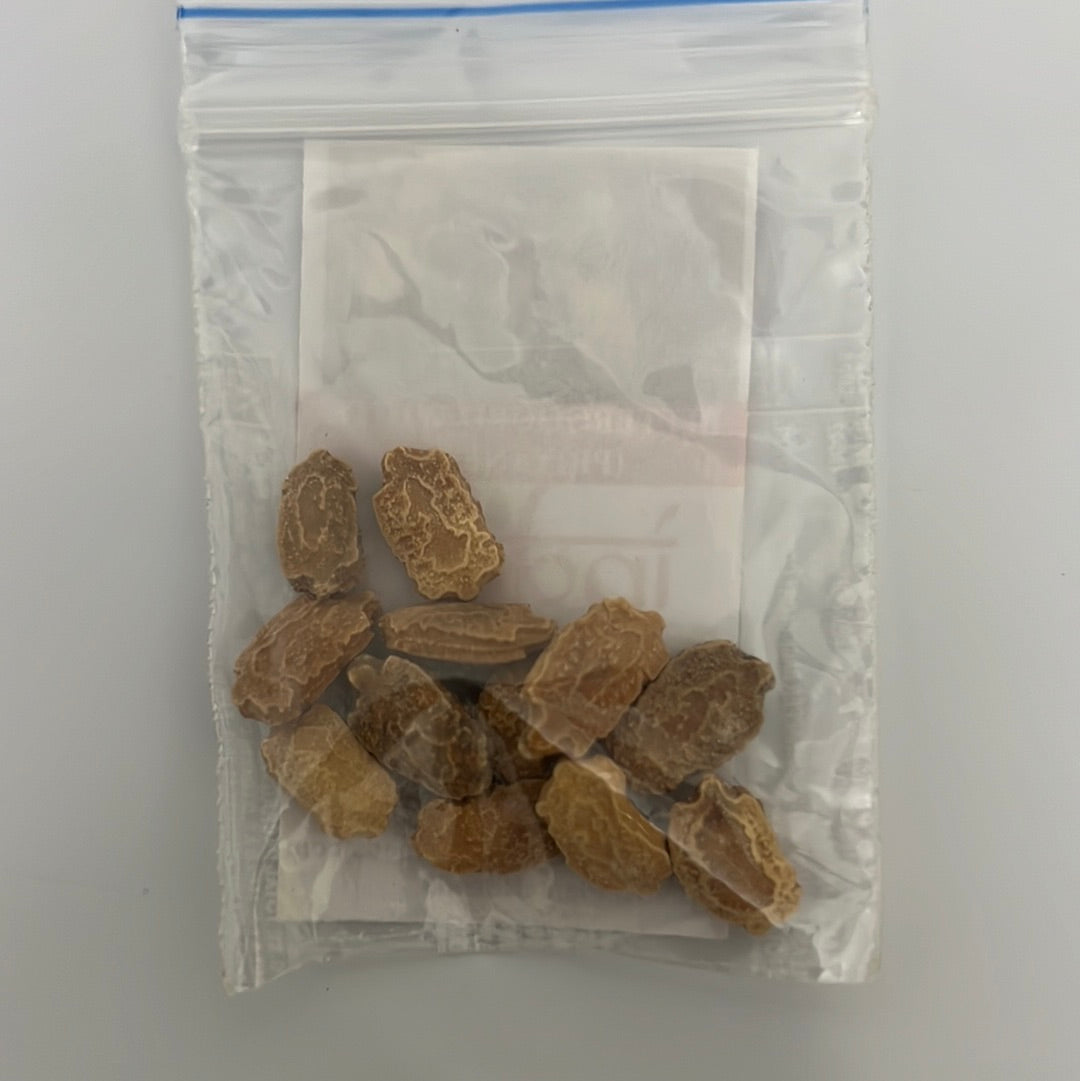 IPS004 - Bitter Gourd / Kakarakaya Seeds - Priyanka – Indian PlantsNSeeds