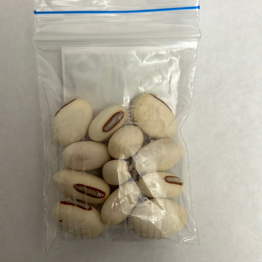 IPS096- Thammakaya / Sword Brand / Bush Jack Beans -10 Plus Seeds ...