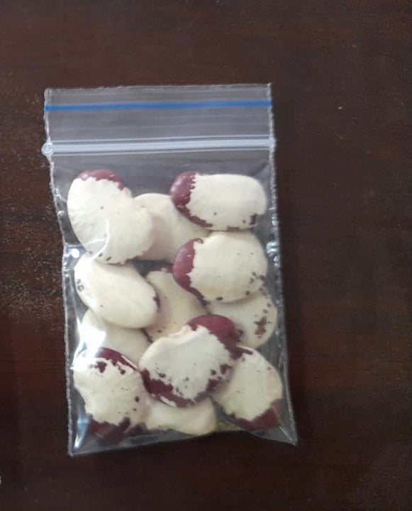 IPS041 - Rajula Chikkudu / King Beans - 10 seeds – Indian PlantsNSeeds