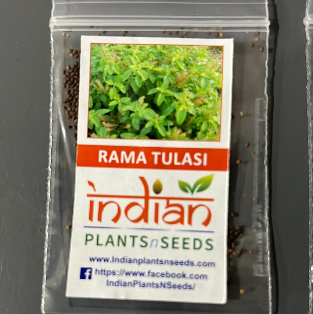 IPS079- Rama Tulasi- 200 seeds – Indian PlantsNSeeds
