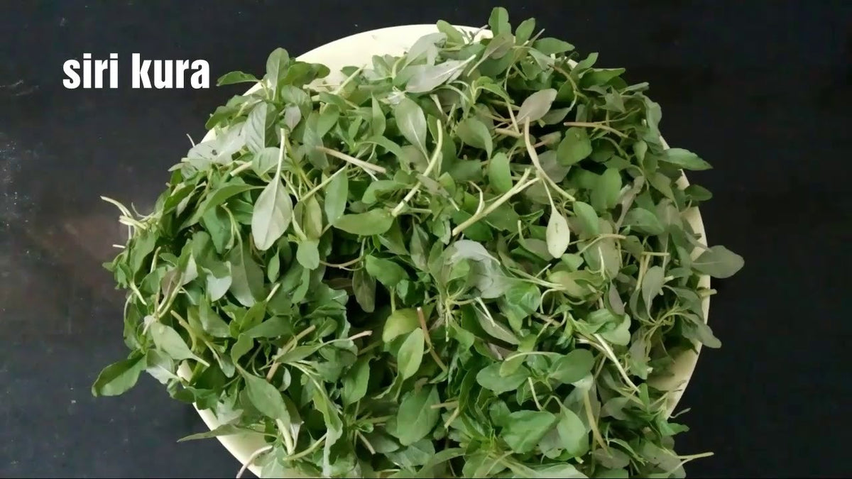 IPS064 - Chilakaruve / Siri kura Seeds - 200+ – Indian PlantsNSeeds